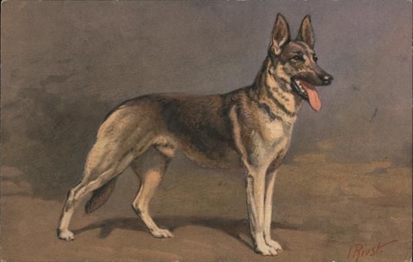 Alsatian Wolfhound Dogs Postcard