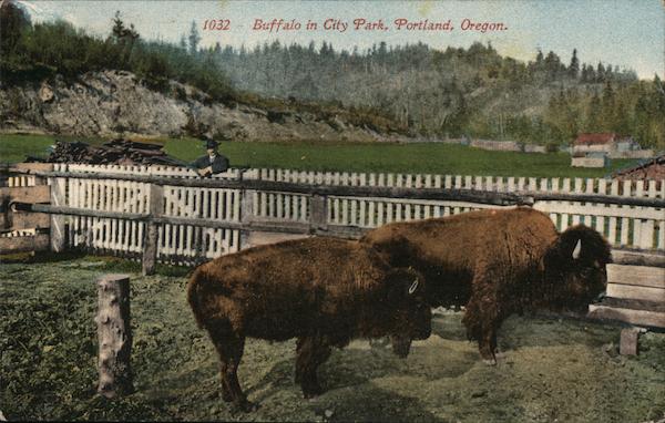 Buffalo in City Park Portland, OR Postcard