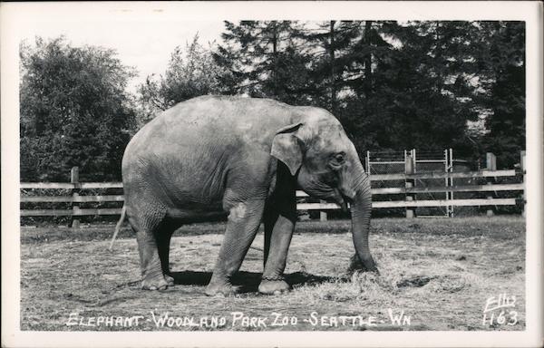 Elephant at Woodland Park Zoo Seattle, WA Ellis Postcard