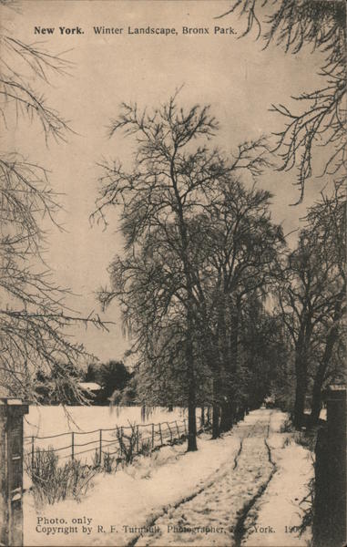 Winter Landscape, Bronx Park New York, NY Postcard