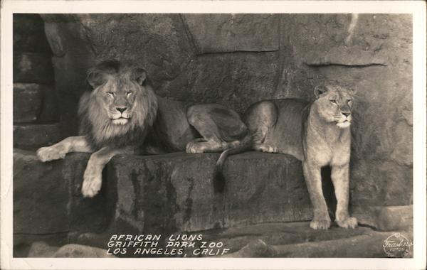 African Lions at Griffith Park Zoo Los Angeles, CA Postcard