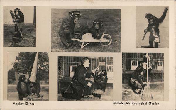 Monkey Shines, Philadelphia Zoological Garden Pennsylvania Postcard