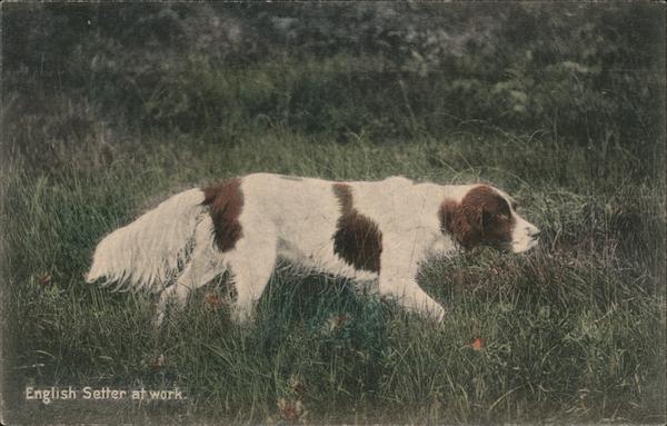 English Setter Dogs Postcard