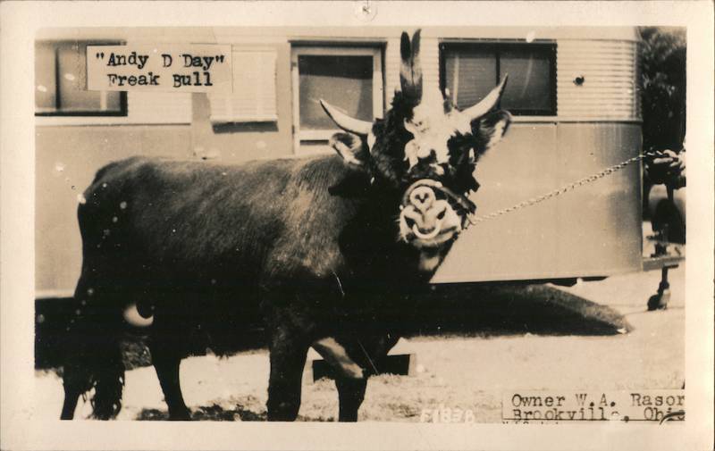 Andy D Day - Freak Bull Owner W.A. Rasor, Brookville, Ohio Cows ...