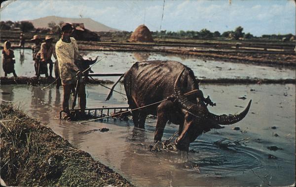 Harrowing the Rice Field Philippines Southeast Asia Postcard