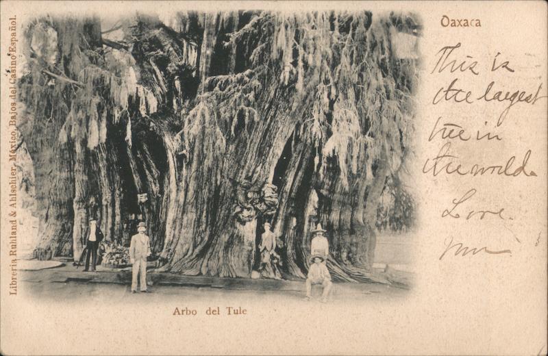 Tree of Tule Oaxaca, Mexico Postcard