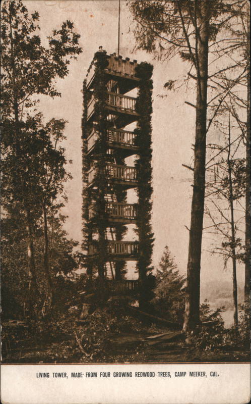 Living Tower, made from four growing redwood trees Camp Meeker, CA Postcard