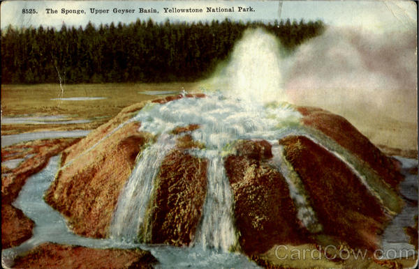 The Sponge Upper Geyser Basin Yellowstone National Park