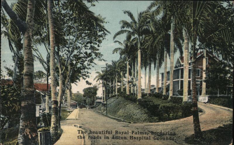 Royal Palms, Ancon Hospital Grounds Panama Postcard