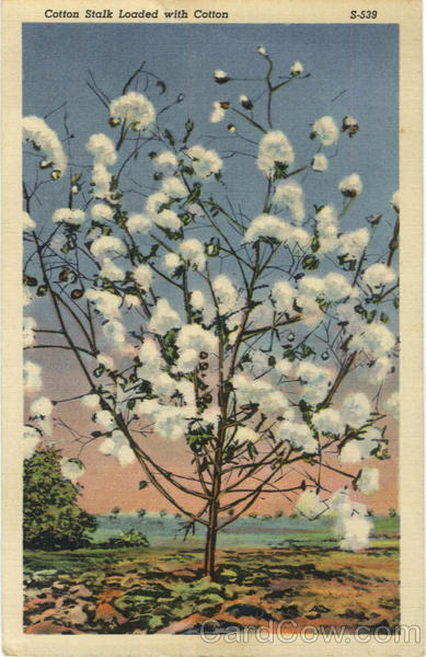 Cotton Stalk Loaded With Cotton Flowers