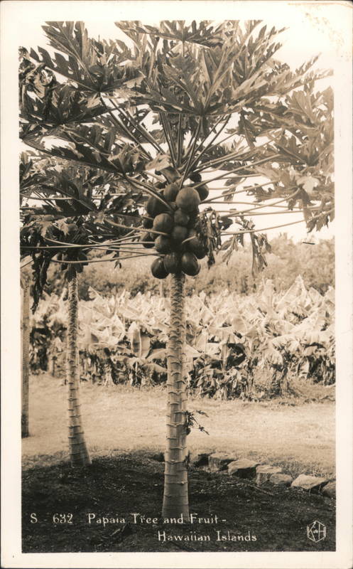 Papaia Tree and Fruit Hawaii Postcard