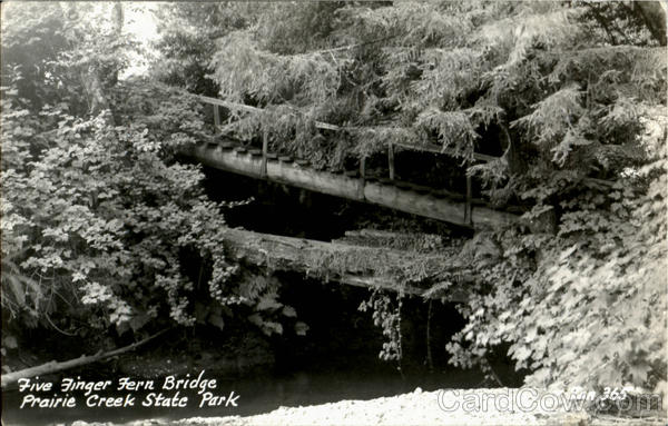 Five Finger Fern Bridge Redwood National Park, CA