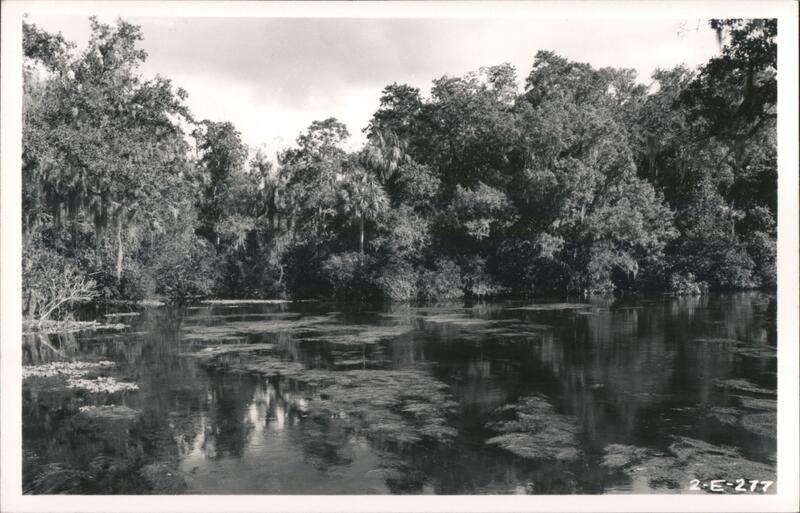 Florida Scenic River Landscape with Trees and Spanish Moss Homosassa ...