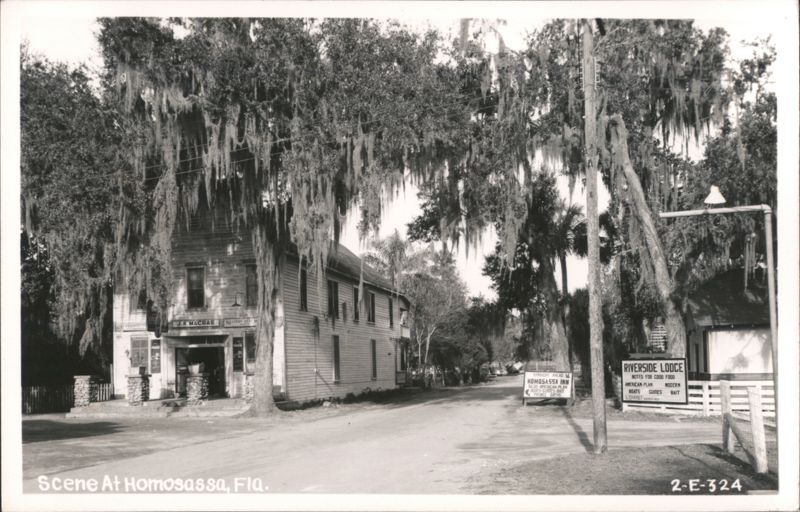 Homosassa Businesses and Spanish Moss Trees Florida Postcard