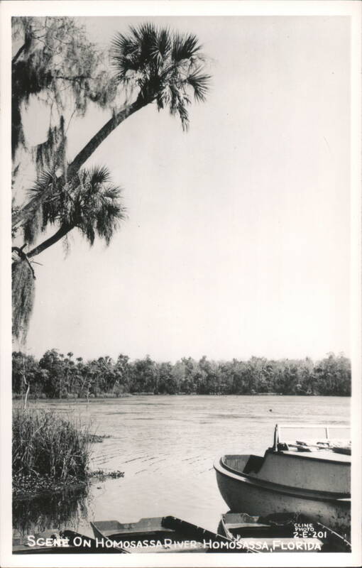 Homosassa River Boats and Palm Trees, Florida Postcard