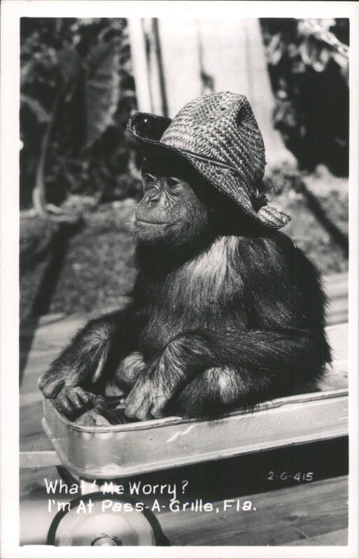 Chimp in Wagon Wearing a Straw Hat Pass-a-Grille Beach, FL Postcard