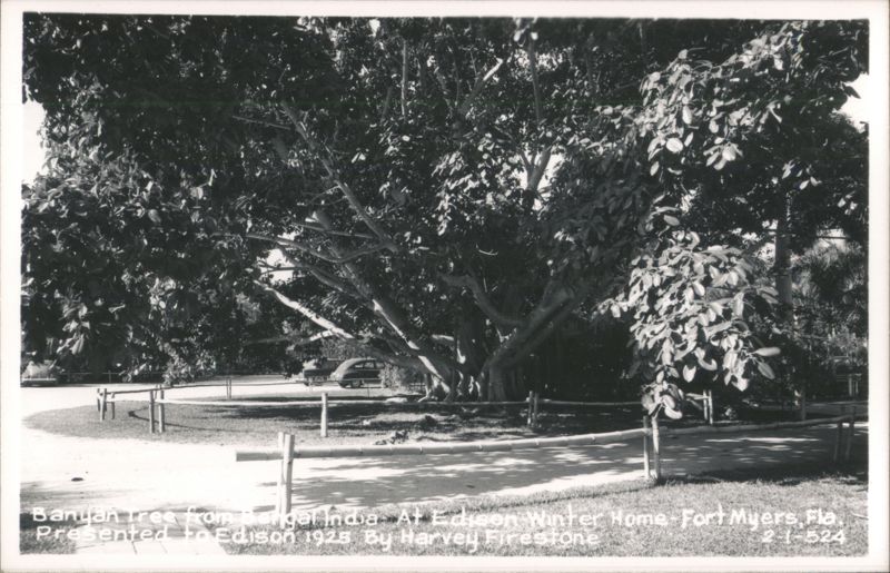 Banyan Tree at Edison Winter Home, Fort Myers, FL Florida Postcard