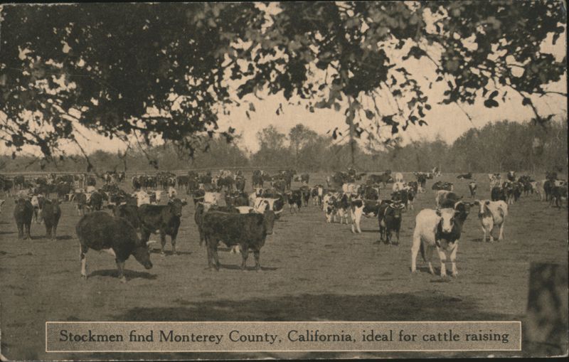 Cattle Raising in Monterey County, California