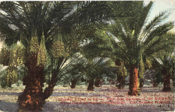 Imperial Valley Date Trees, Farm California