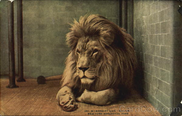 Barbary Lion Sultan