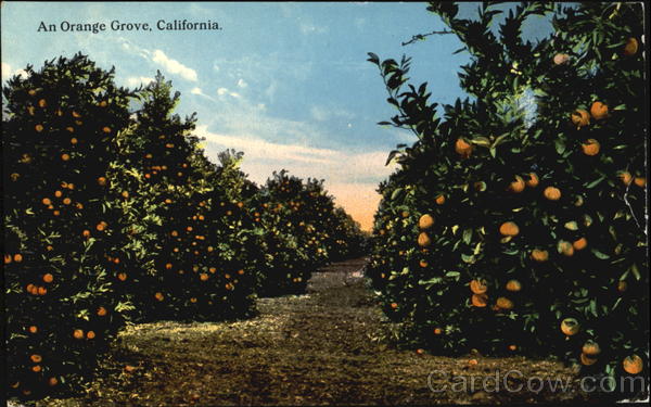 An Orange Grove Scenic, CA