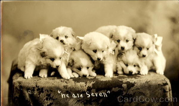 We Are Seven Puppies Dogs