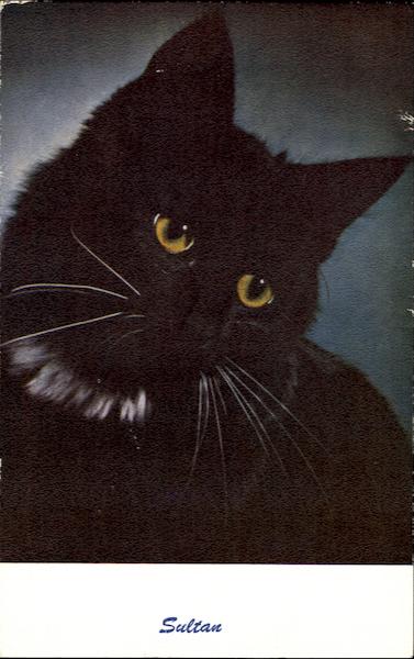 Sultan Cats