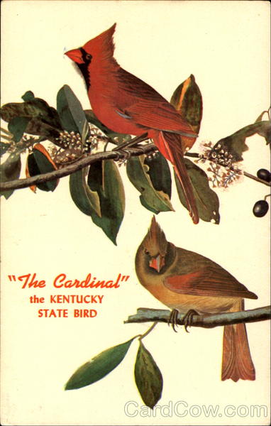 The Cardinal Kentucky Birds