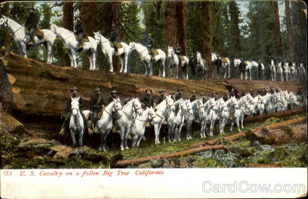 U. S. Cavalry On a Fallen Big Tree California Army