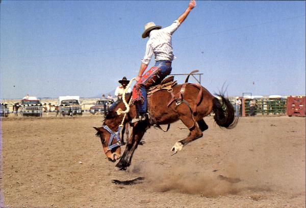 Saddle Bronc Rider Rodeos