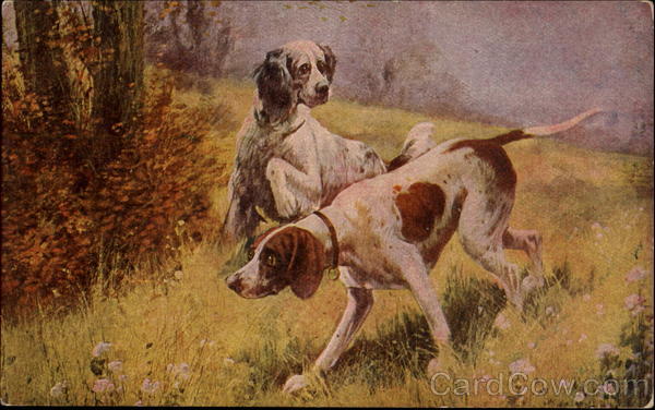 Pointer & Setter Dogs