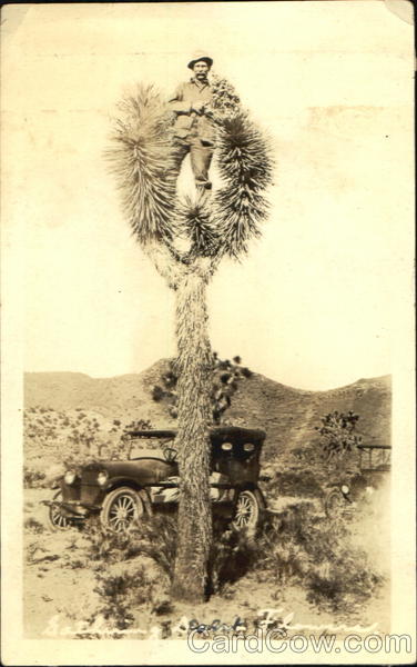 Up A Tree Landscapes