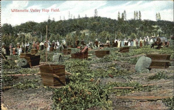 Willamette Valley Hop Field Alaska 1909 Alaska Yukon-Pacific Exposition