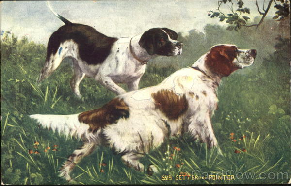 Setter And Pointer Dogs