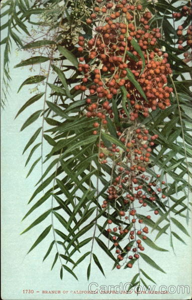 Branch Of California Pepper Tree With Berries Trees