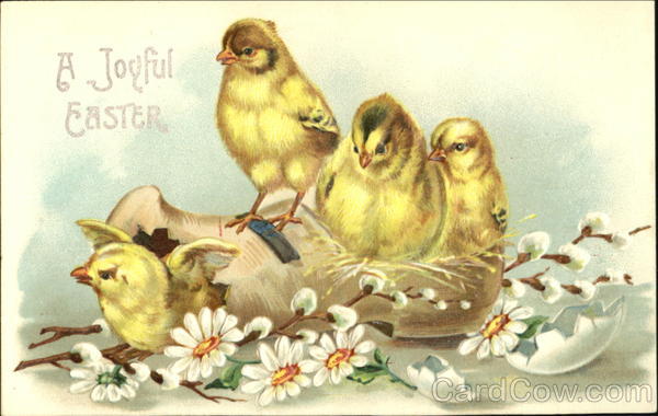 Four chicks in a wooden shoe With Chicks