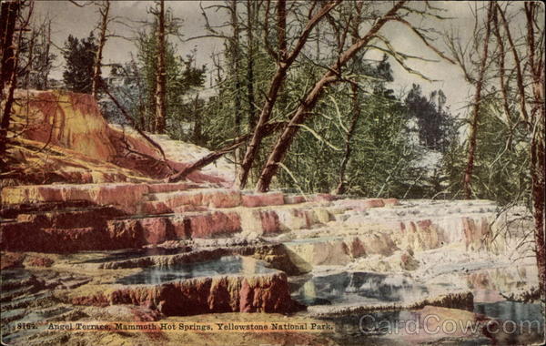 Angel Terrace, Mammoth Hot Springs Yellowstone National Park, WY