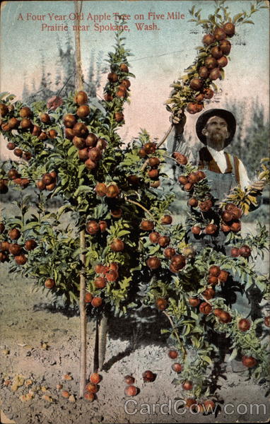 A Four Year Old Apple Tree on Five Mile Prarie Spokane, WA