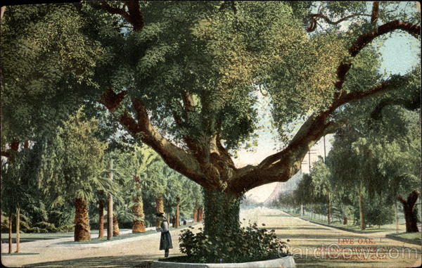 Live Oak, Orange Grove Ave Pasadena, CA