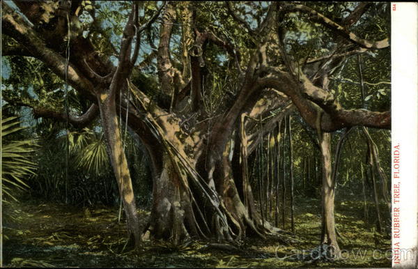 India Rubber Tree Florida