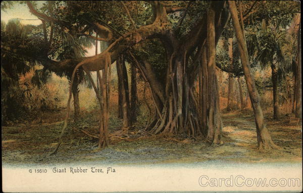 Giant Rubber Tree Florida Trees