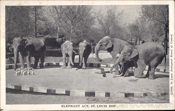 Elephant Act, St. Louis Zoo Missouri