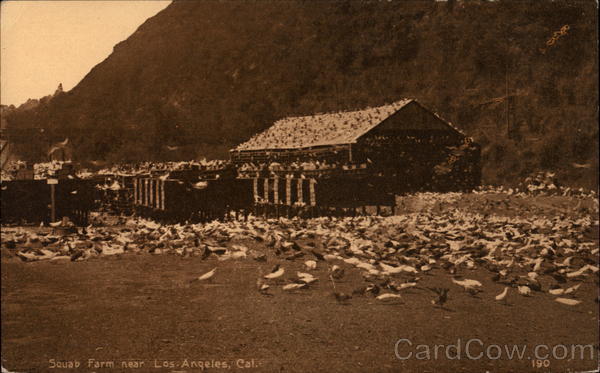 Squab Farm Los Angeles, CA