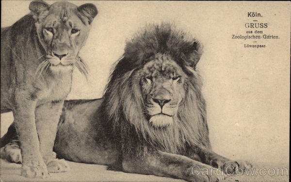 Lions at the Cologne Zoological Gardens, Germany