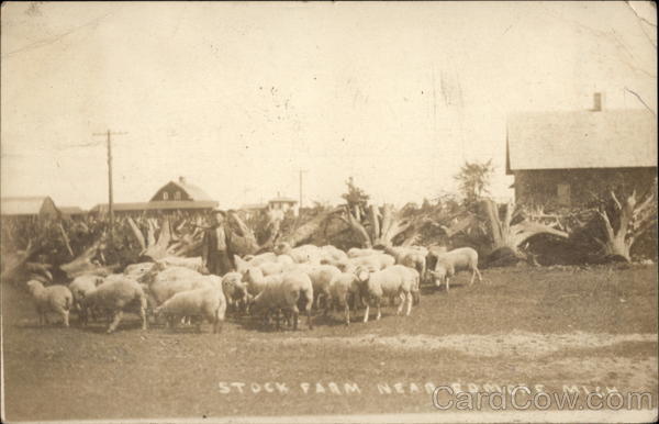 Stock Farm Edmore, MI