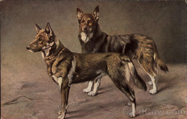 Two Brown Dogs