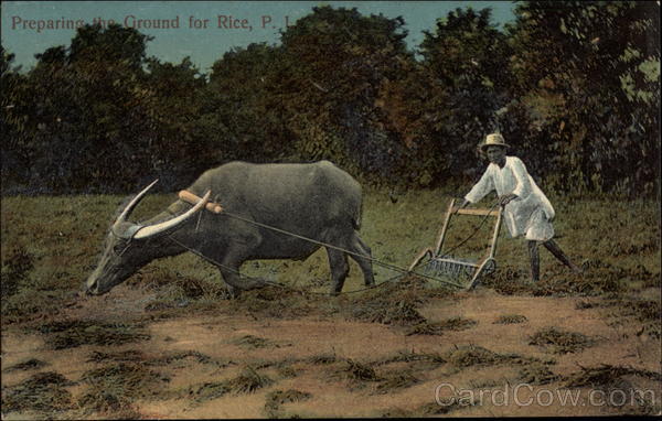 Preparing the ground for Rice Philippines Southeast Asia