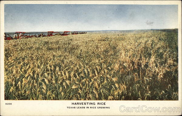 Harvesting Rice - Texas Leads in Rice Growing