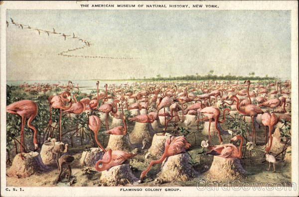 The American Museum of Natural History, Flamingo Colony Group New York, NY