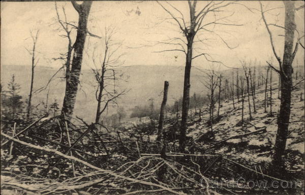 View of Devastated Forest in France World War I
